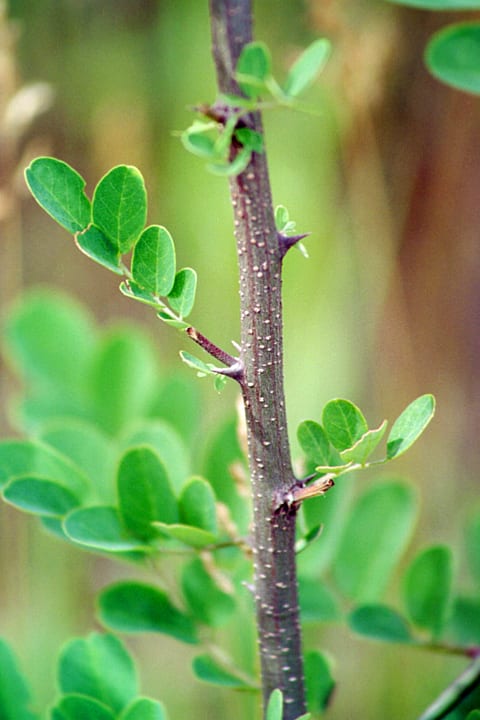 Species of Trees Found in Minnesota - Wood From The Hood