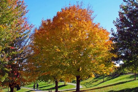 Species of Trees Found in Minnesota - Wood From The Hood