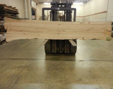 American Elm Slabs Archives - Wood From The Hood