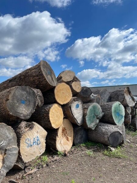 Creating Natural Edge Wood Slabs from Reclaimed Urban Trees - Wood From ...