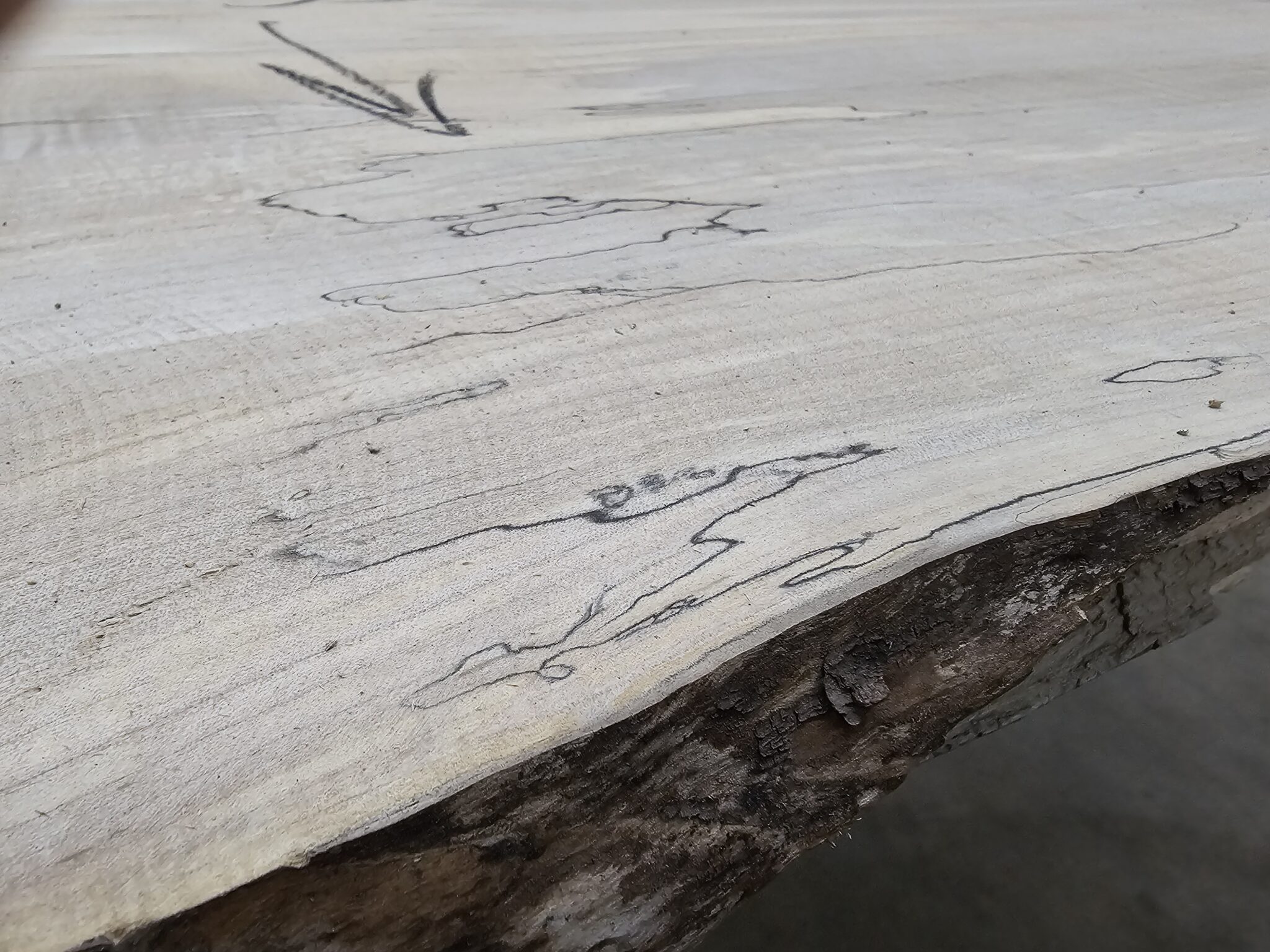 Silver Maple Natural Edge Slab #3-28-24-01 - Wood From The Hood